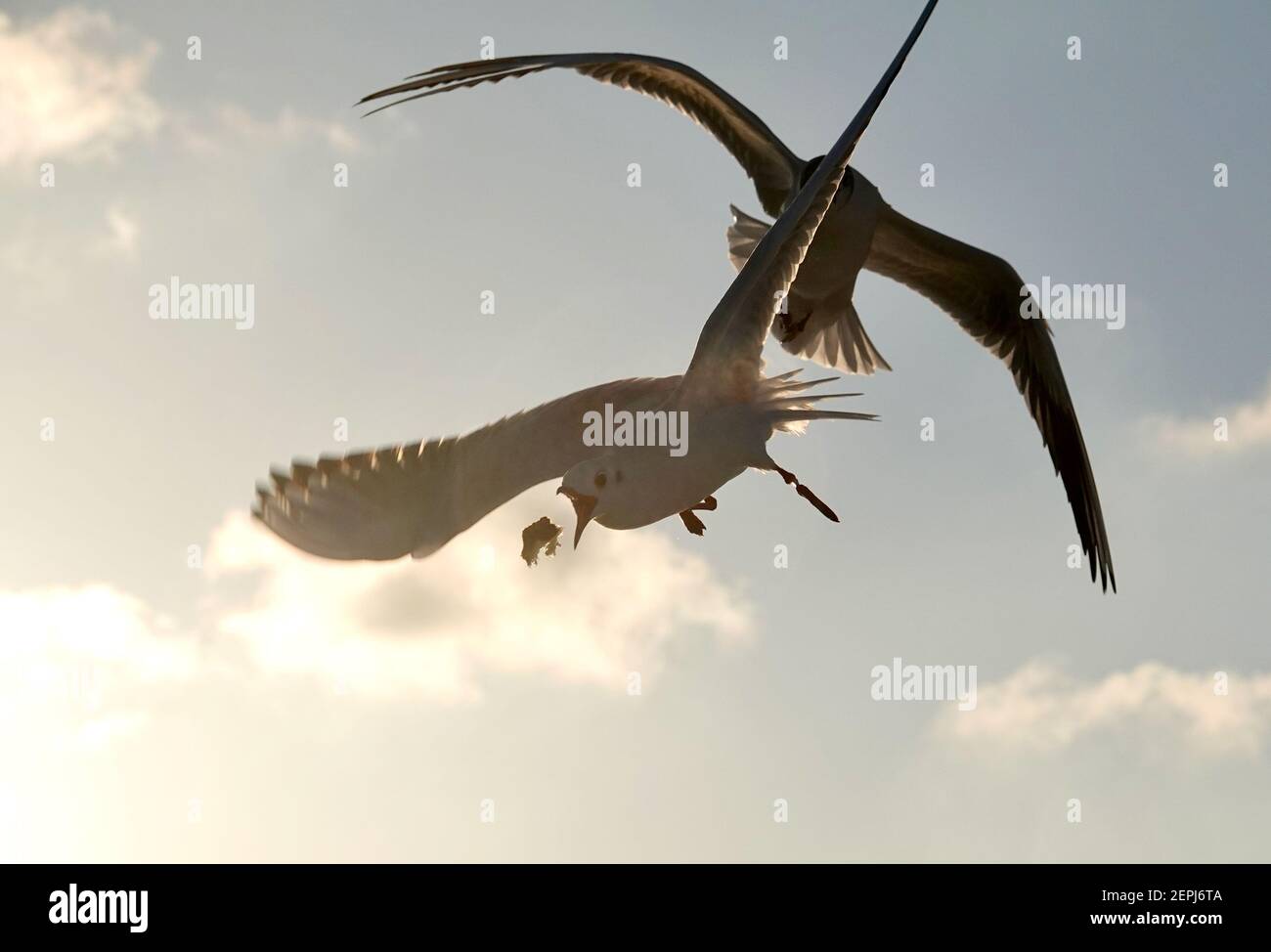 Tussling hi-res stock photography and images - Alamy