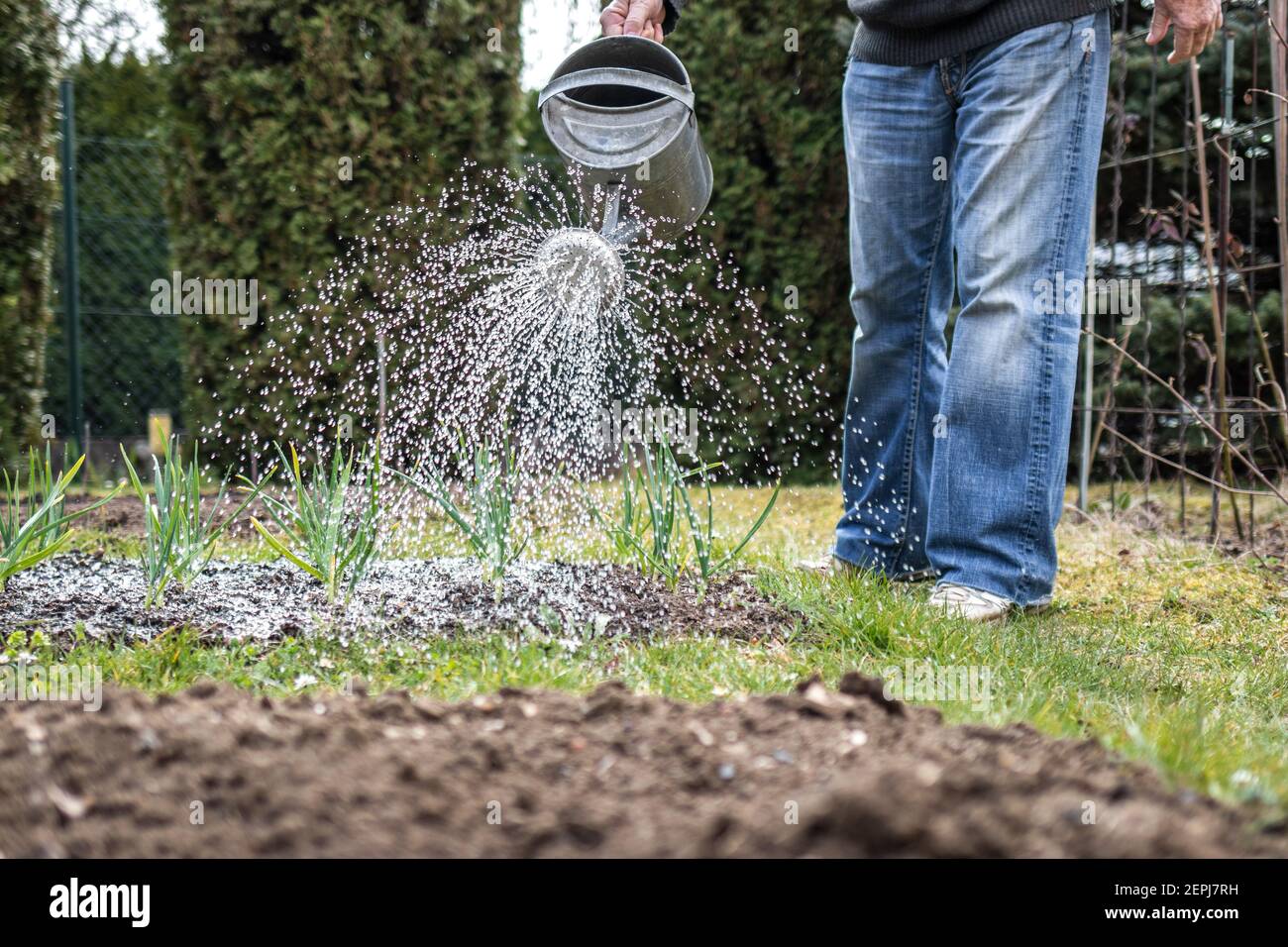 Unrecognizable person watering garden using watering can. Growing ...