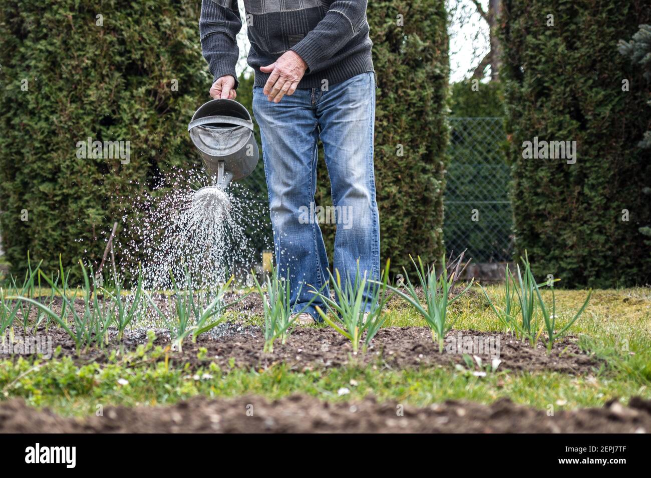 Unrecognizable person watering garden using watering can. Growing ...