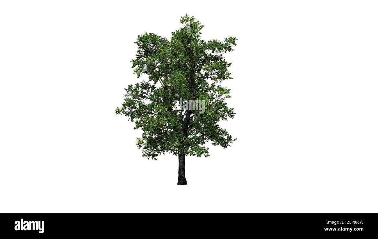 European Linden tree - isolated on white background - 3D Illustration ...