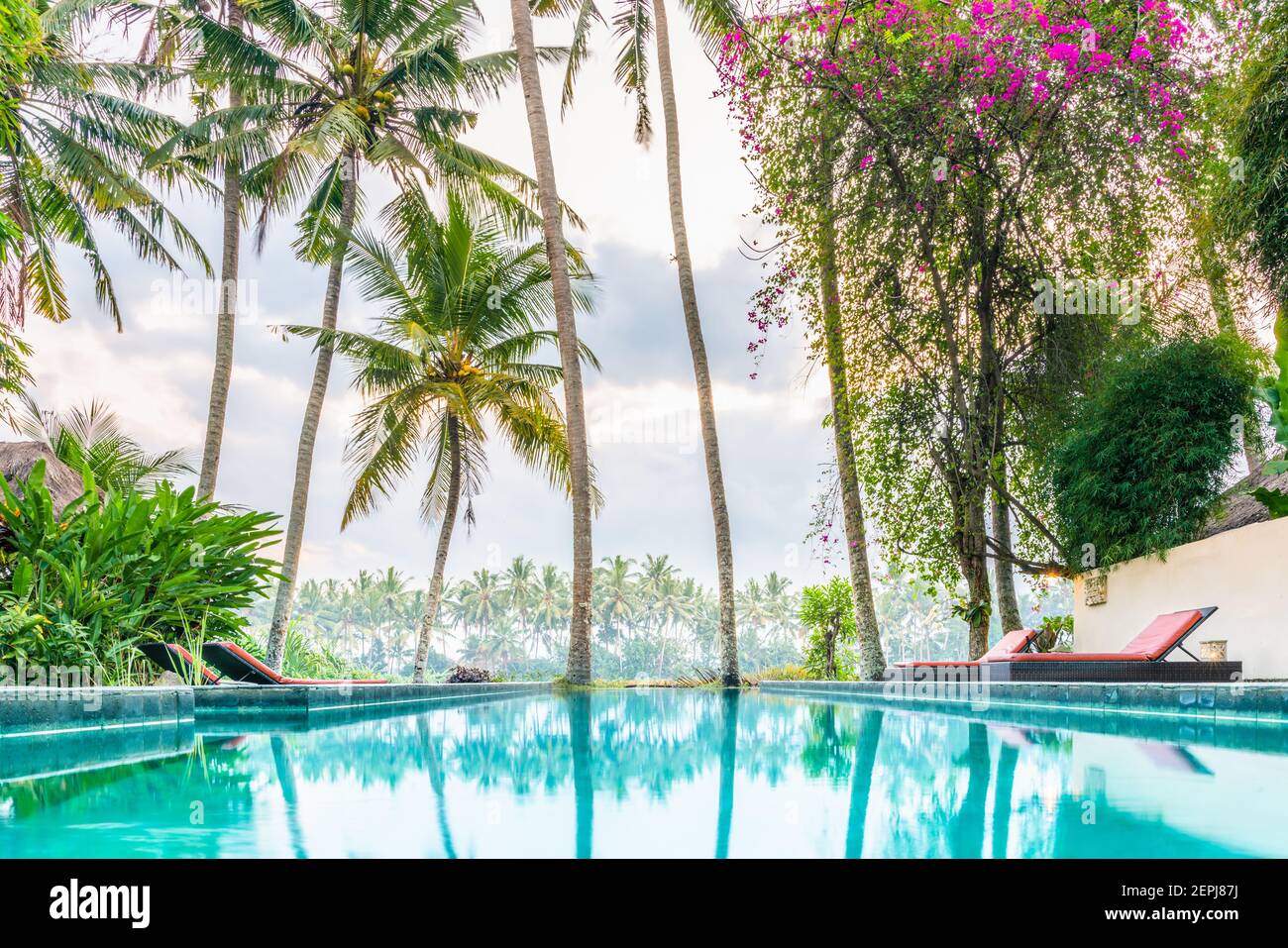 Luxury infinity pool and lounge setting in tropical garden landscape ...