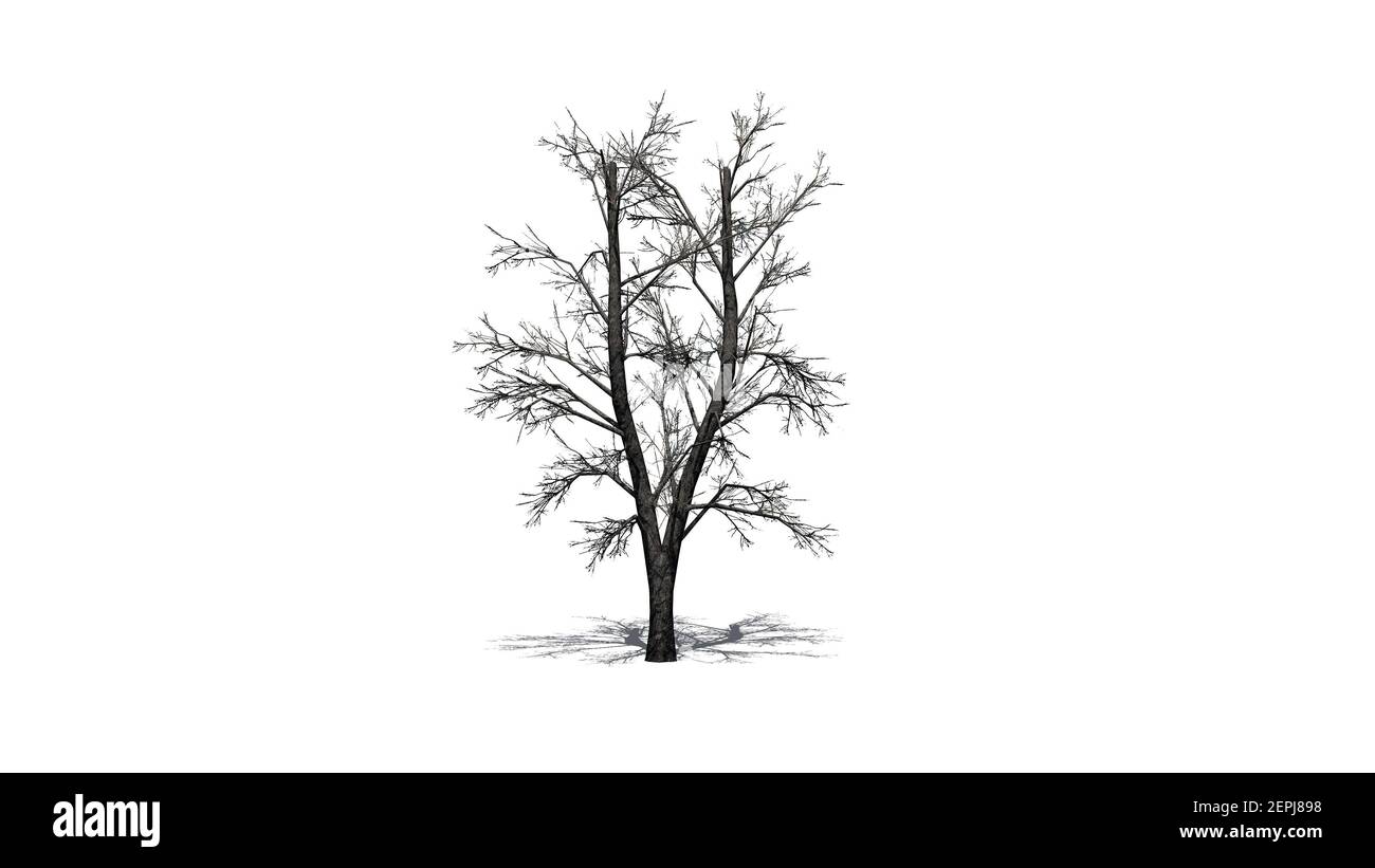 European Linden Tree in winter with shadow on the floor - isolated on ...