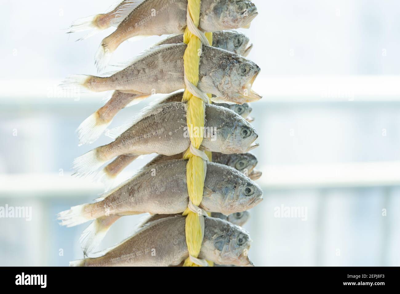 Corvina fish hi-res stock photography and images - Alamy