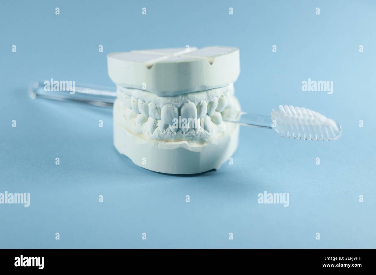View of the impression of a bit, with the upper and lower jaw in front ...