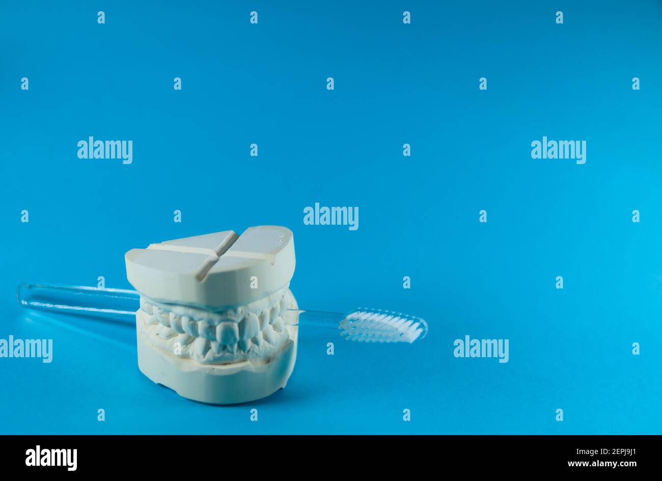 View of the impression of a bit, with the upper and lower jaw in front ...