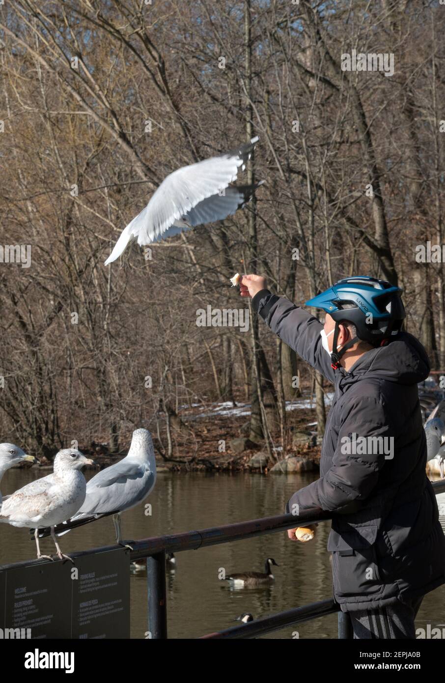 A Chinese American man in a cyclist helmet & surgical mask feeds the ...