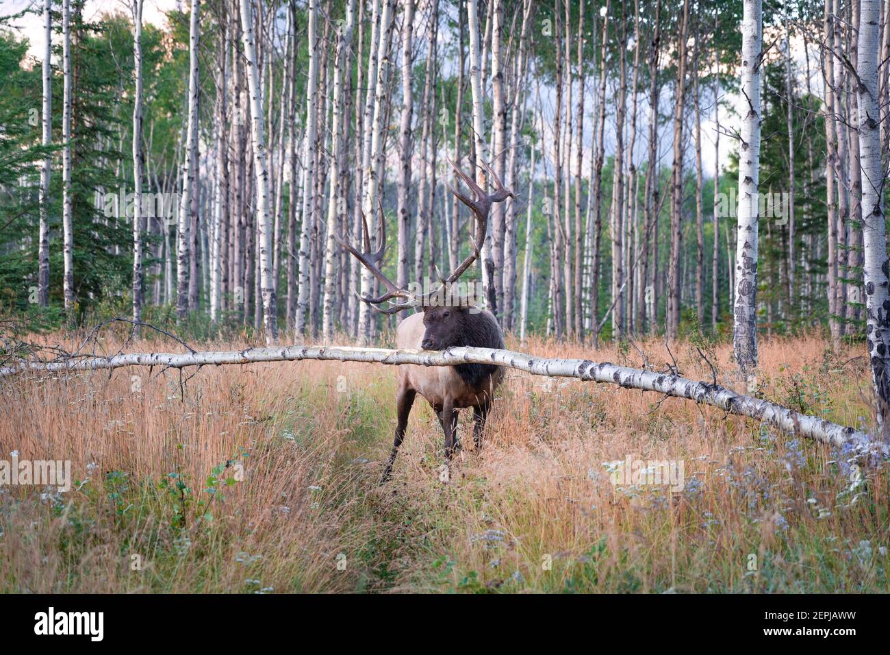 Large bull elk rubbing antlers hi-res stock photography and images - Alamy