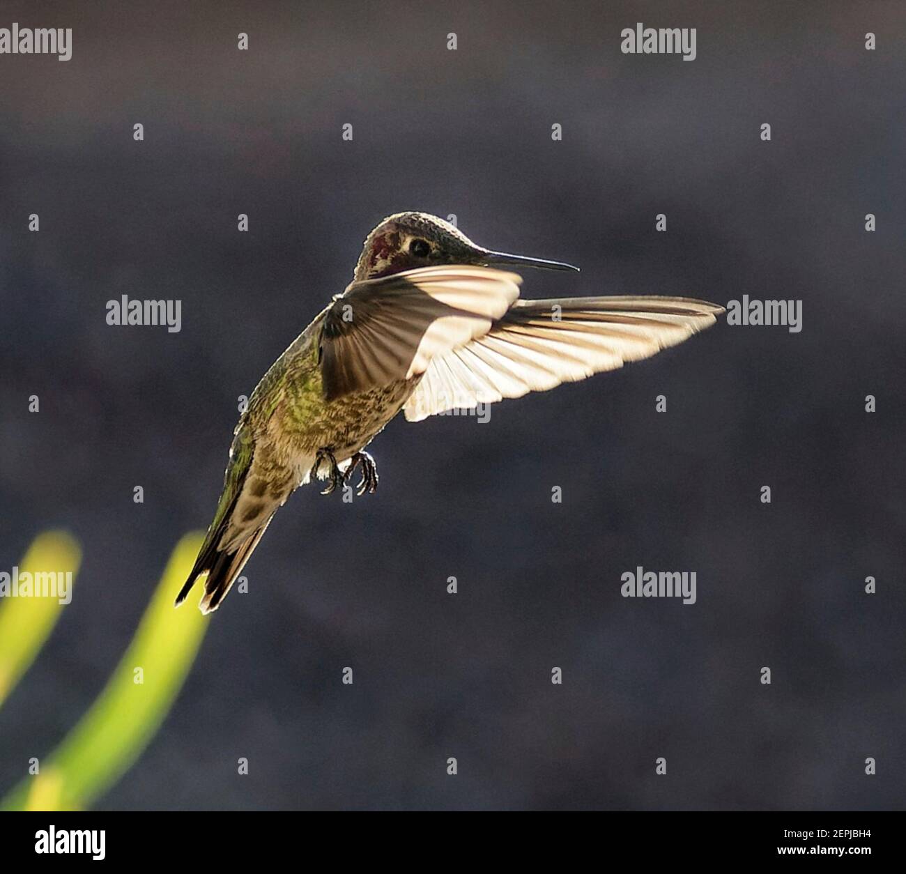 Yellow hummingbird hi-res stock photography and images - Alamy