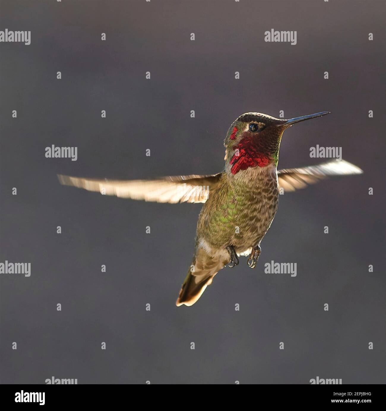 Hummingbird in Flight looking for Necta Stock Photo - Alamy