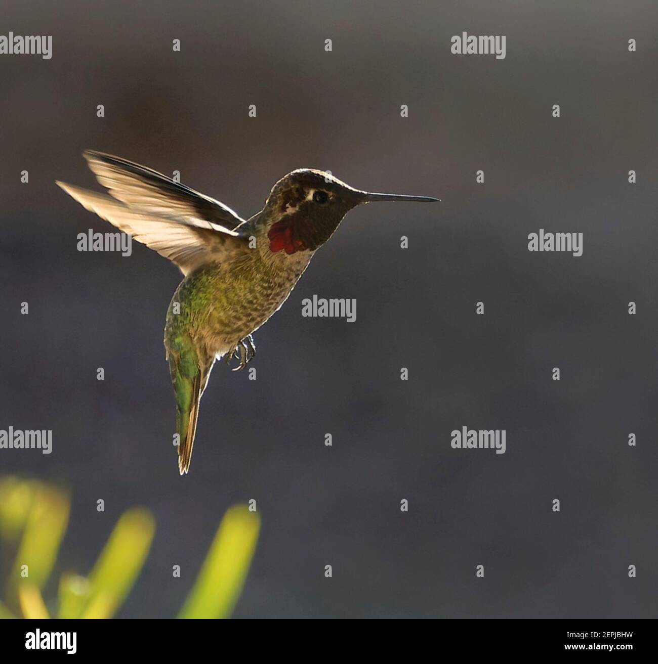 Yellow hummingbird hi-res stock photography and images - Alamy