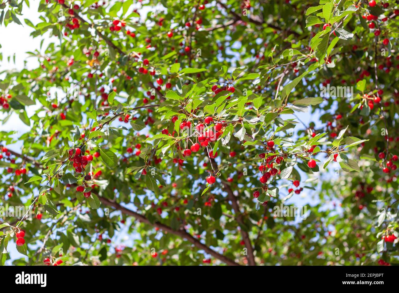cherry tree branch. ripe red berries of fruit tree Stock Photo - Alamy