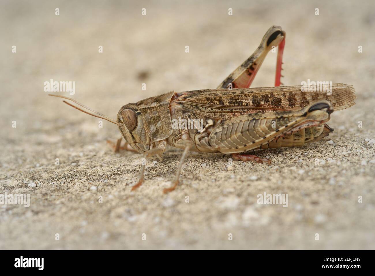 Closeup of one a larger grasshopper , Calliptamus barbarus , from Gard ...