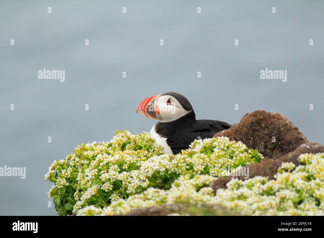 Icelandic breeding birds hi-res stock photography and images - Alamy