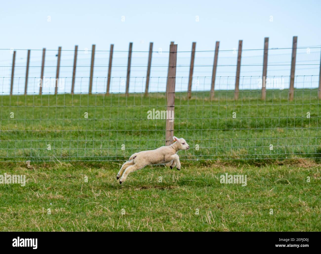 Frolicking lamb hi-res stock photography and images - Alamy