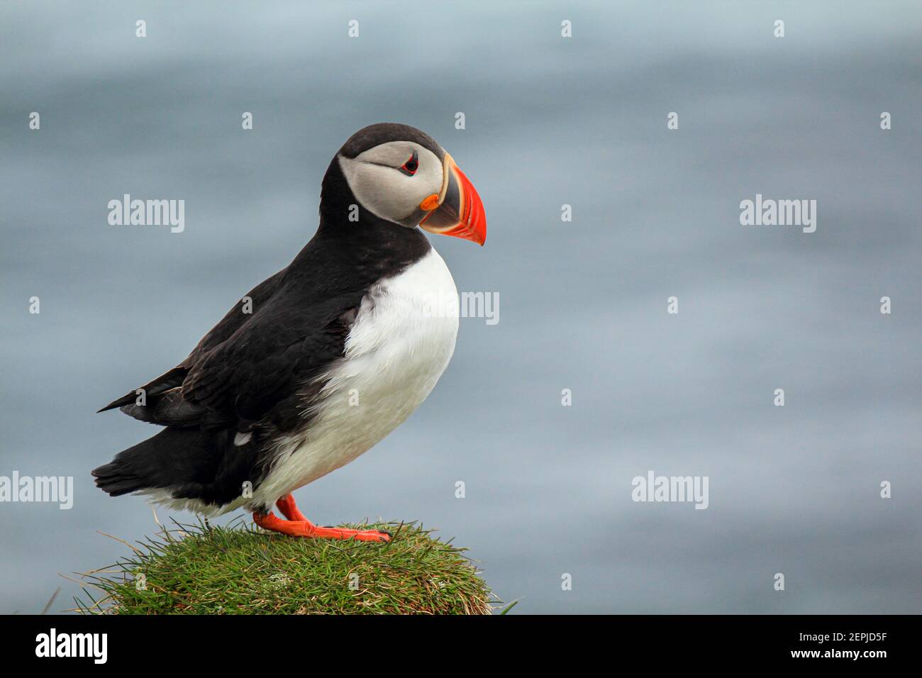 Puffin breeding colours hi-res stock photography and images - Alamy
