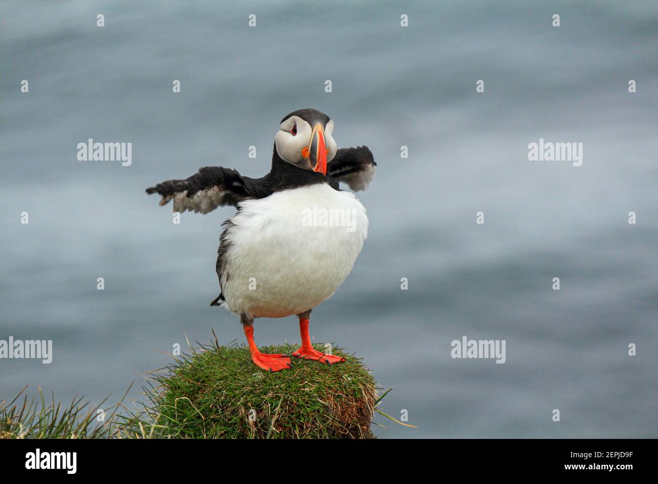 Puffin breeding colours hi-res stock photography and images - Alamy