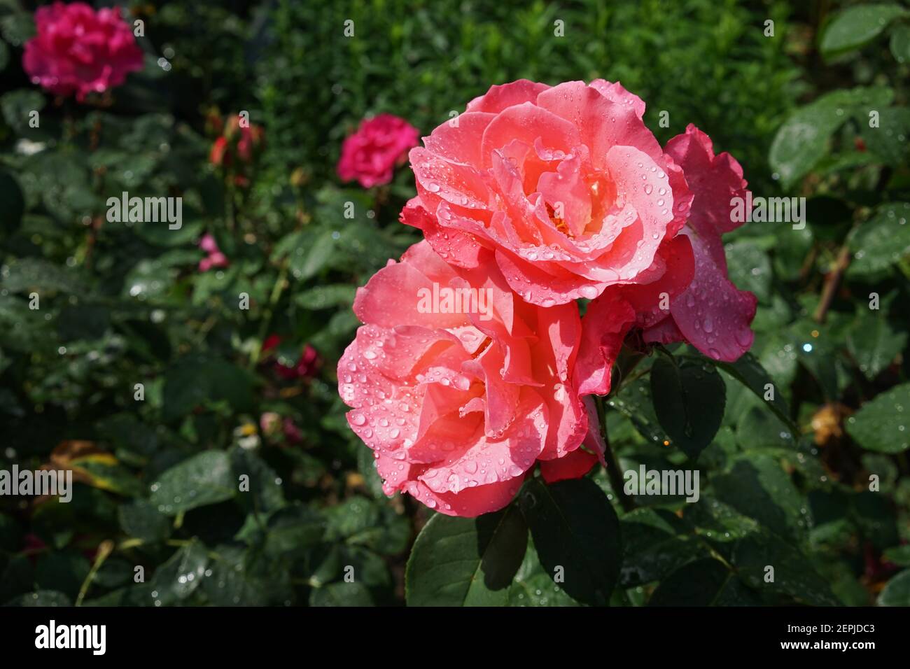 Rain soaked roses hi-res stock photography and images - Alamy