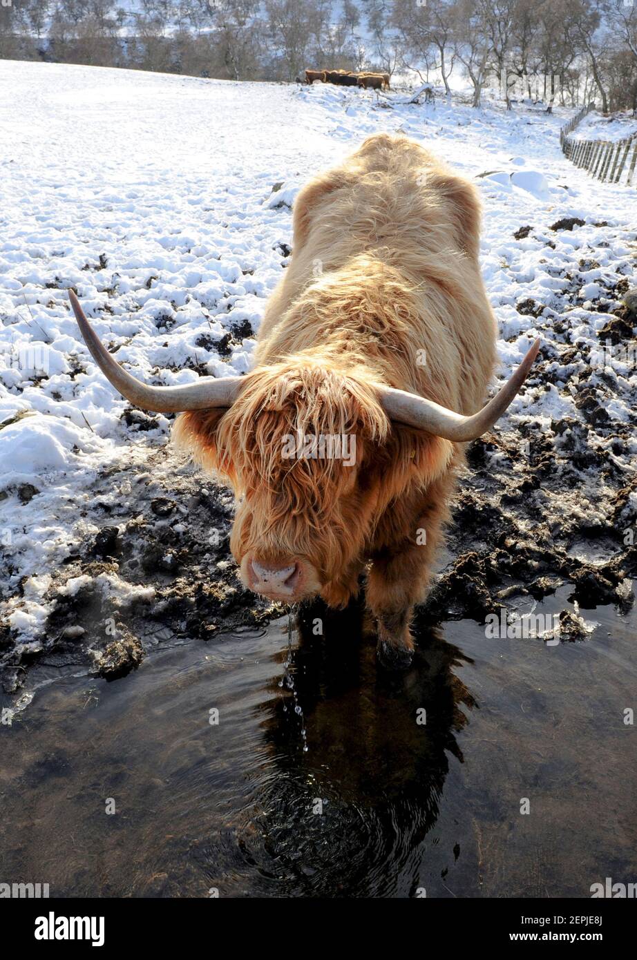 Highland Cow, Glen Esk, Angus, Scotland Stock Photo - Alamy