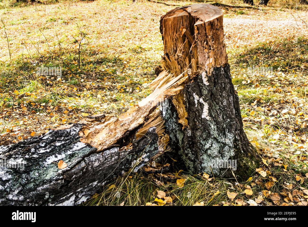 Autumn forest broken birch hi-res stock photography and images - Alamy