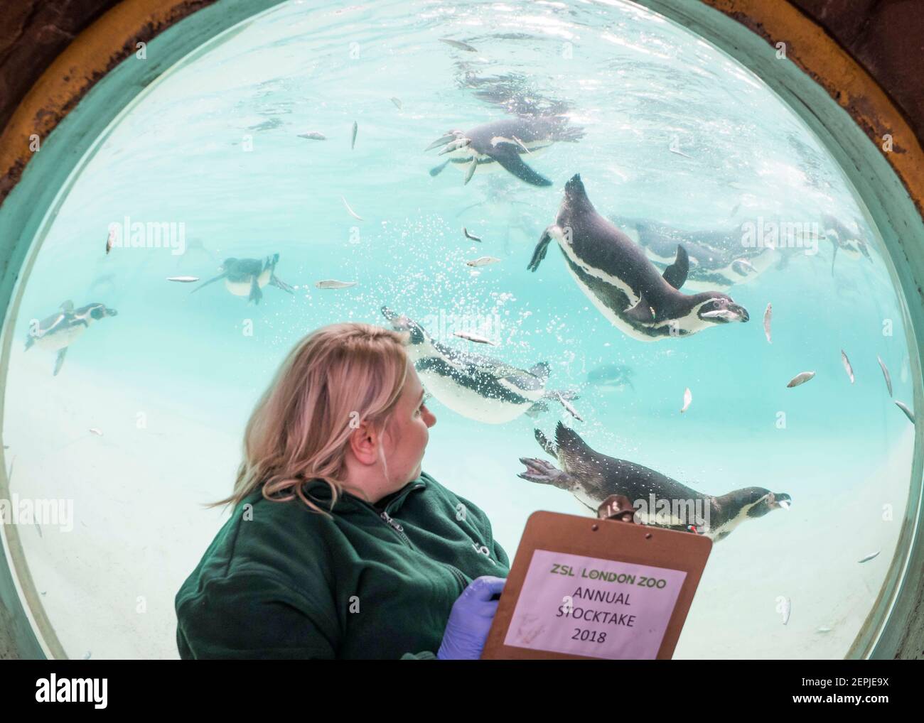 Zoo Keeper Zu Zanna counts Humbolt Penguins during the annual ZSL ...