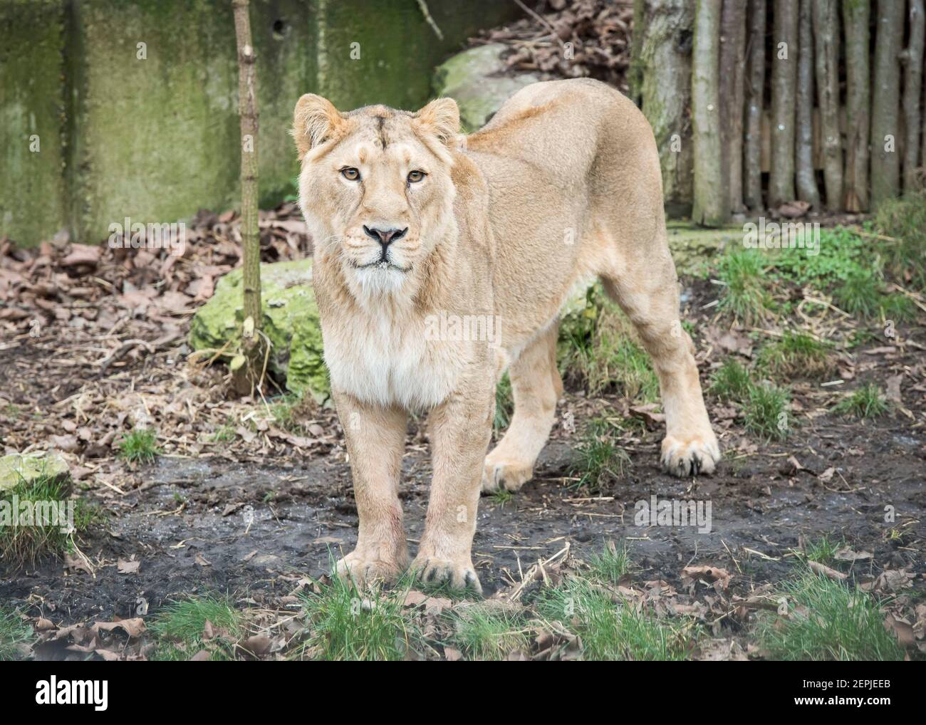 Asiatic Lioness during the annual ZSL London Zoo stock take, at London ...