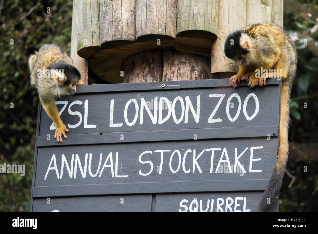 Zsl london zoo sign hi-res stock photography and images - Alamy