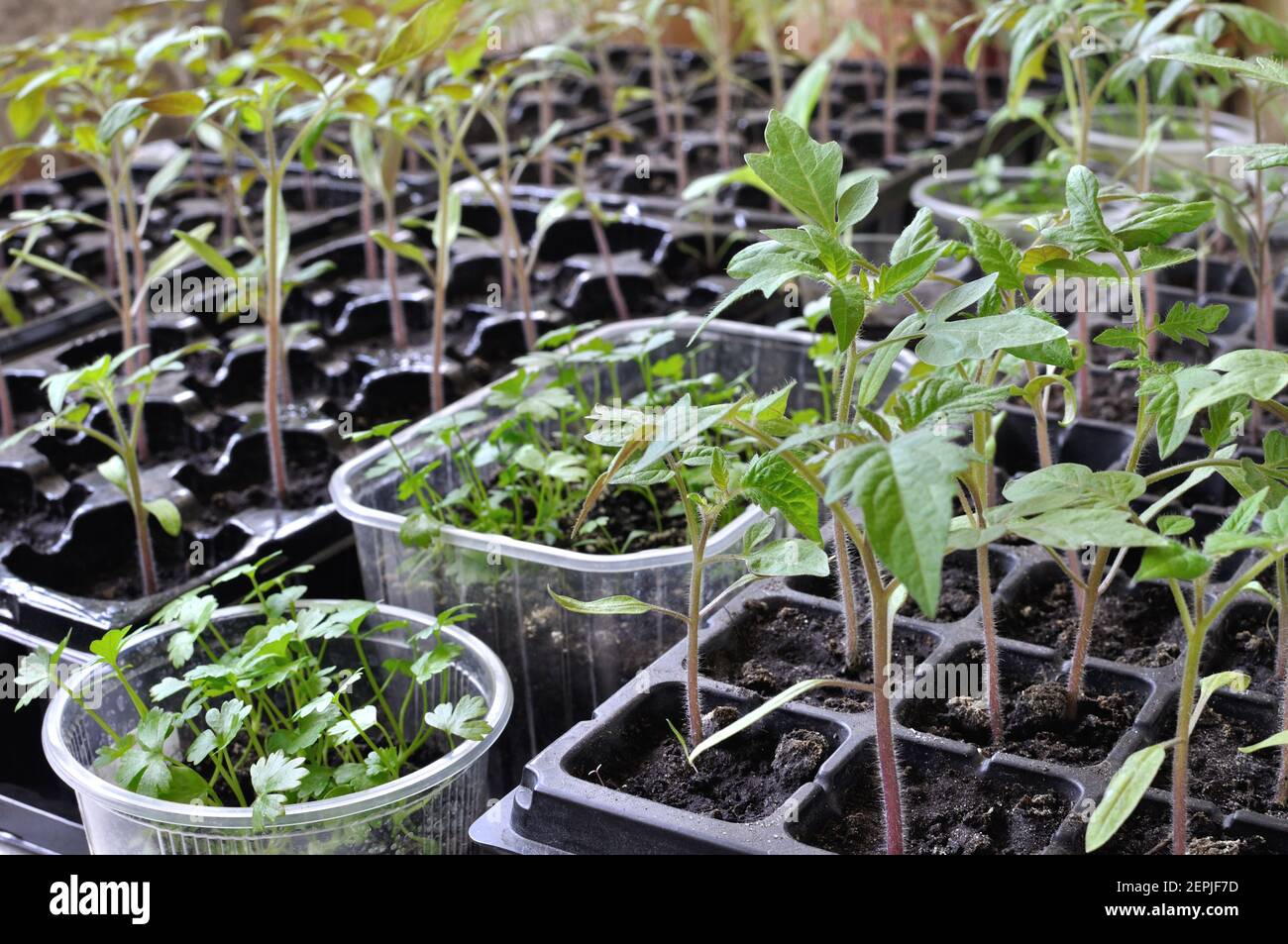 close-up of seedlings of the various vegetables in the greenhouse ready ...