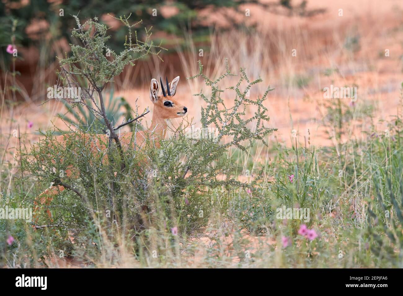 Steenbok, Raphicerus campestris, wild animal in Kalahari, behind bushes ...