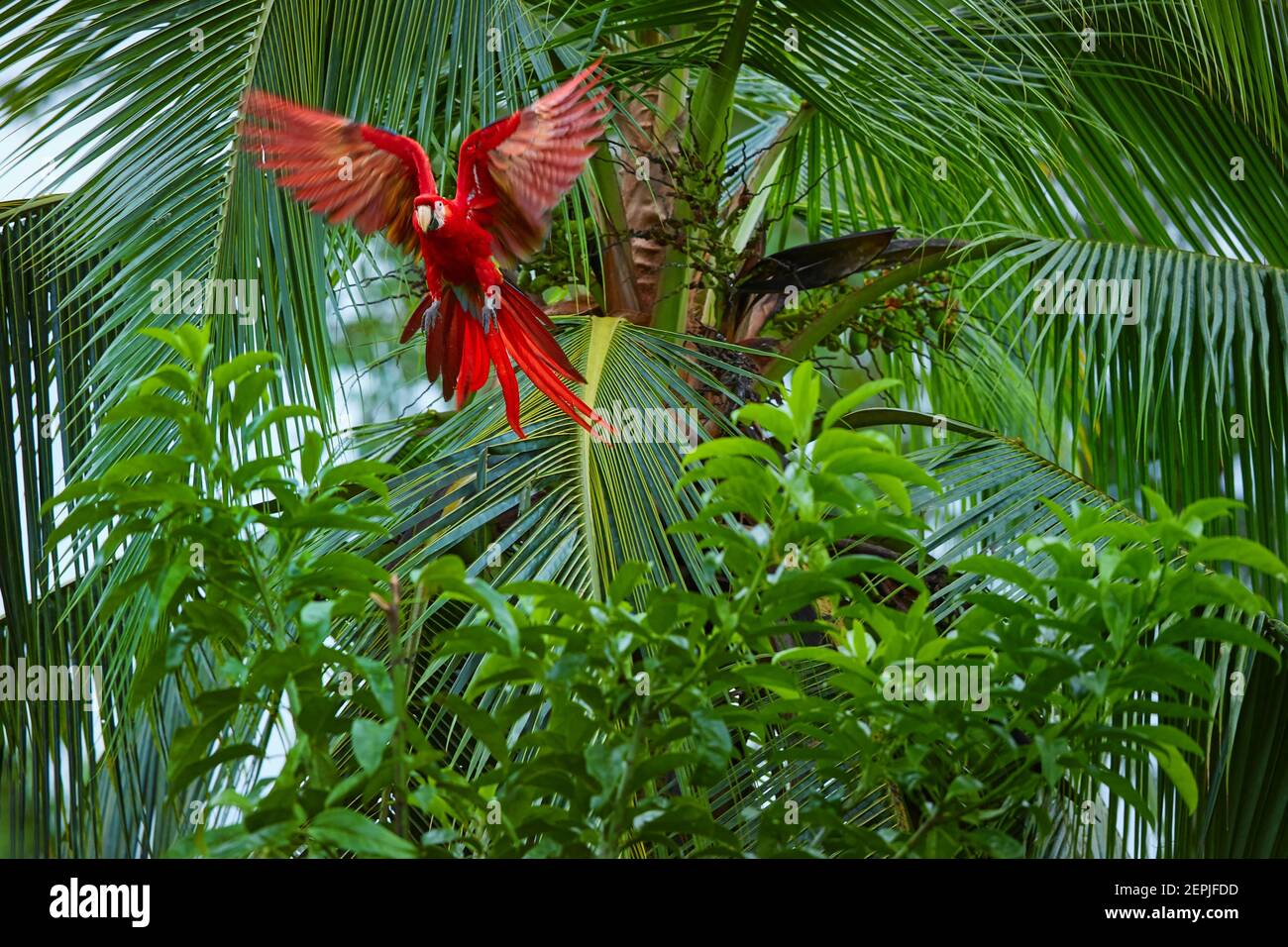 ra macao, Scarlet Macaw, big, red colored, amazonian parrot flying ...