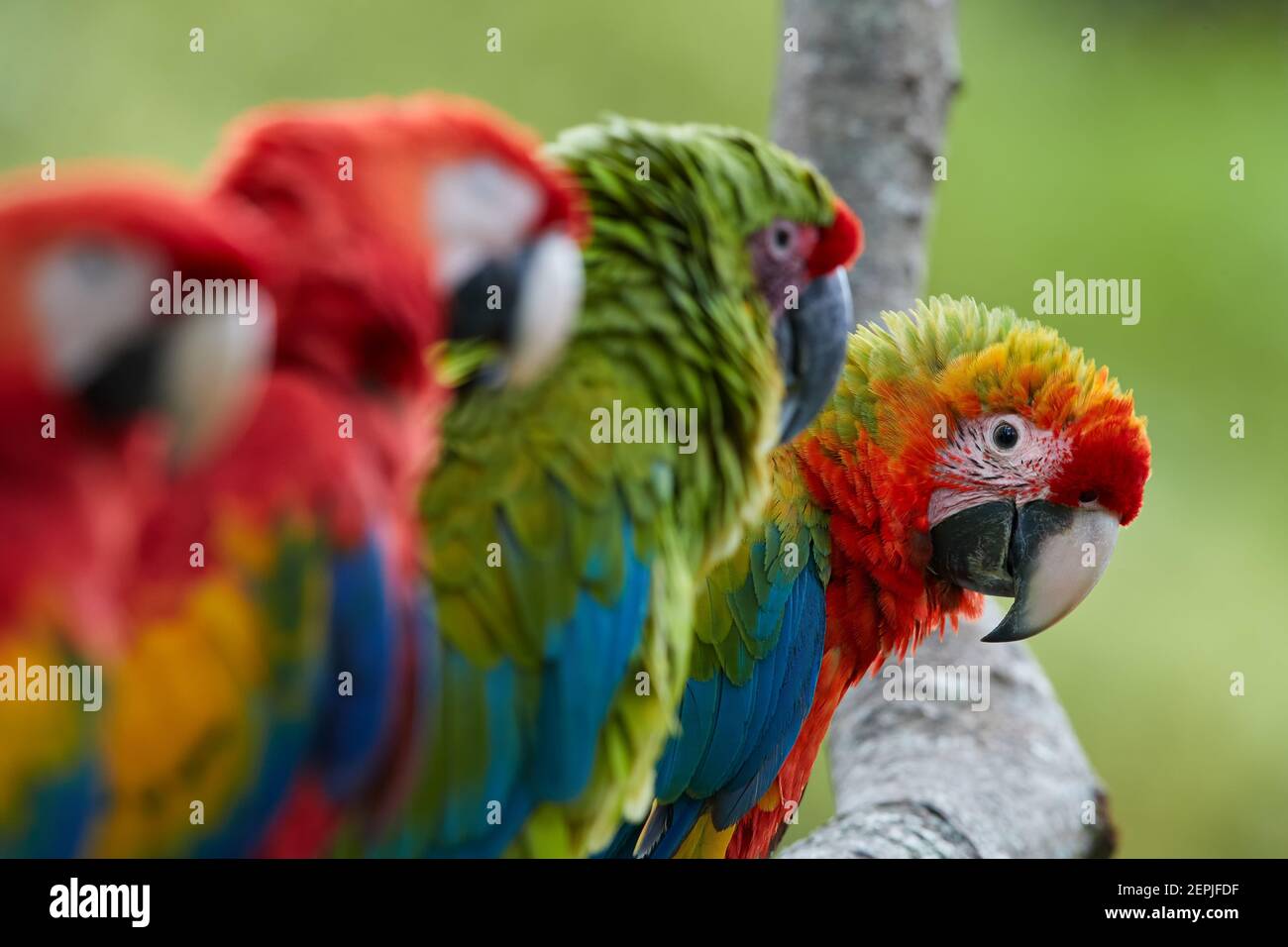 Ara parrots, Scarlet Macaw and Great green macaw, portrait of four red ...