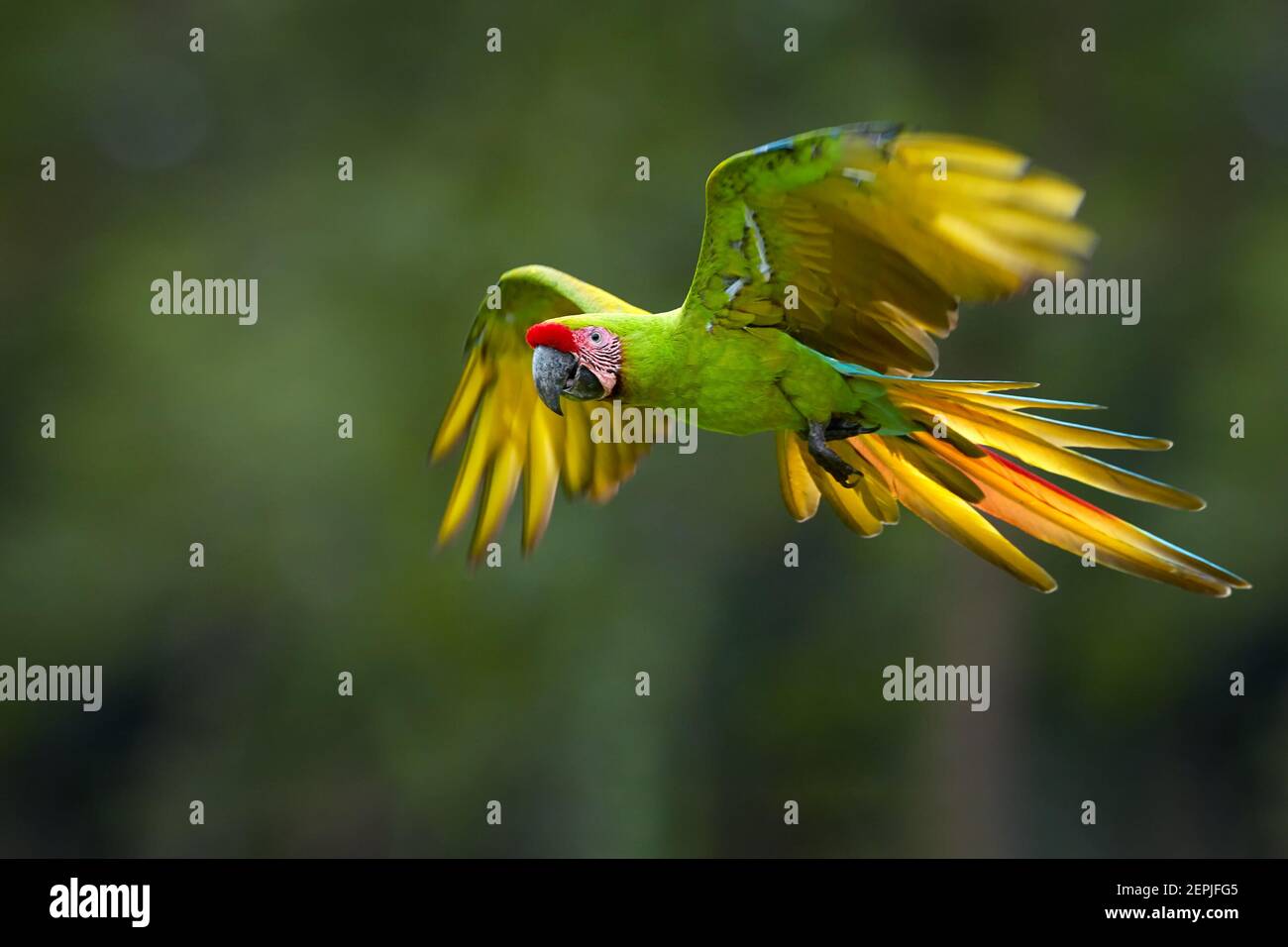 Endangered parrot, Great green macaw, Ara ambiguus, also known as ...