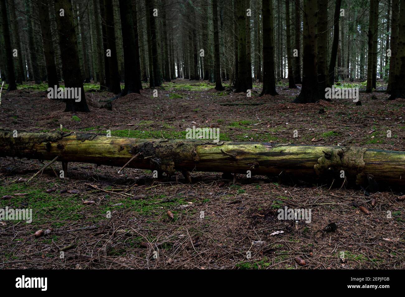 A tree log on the ground in a beautiful dark pine forest. Picture from ...