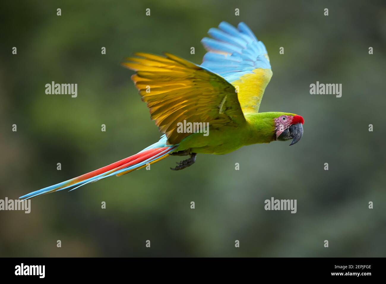 Endangered parrot, Great green macaw, Ara ambiguus, also known as ...