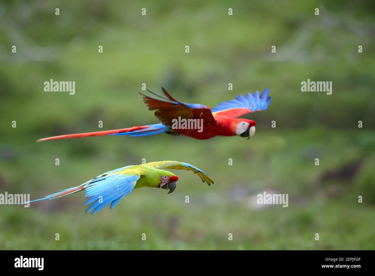 Endangered parrot, Great green macaw, Ara ambiguus, also known as ...