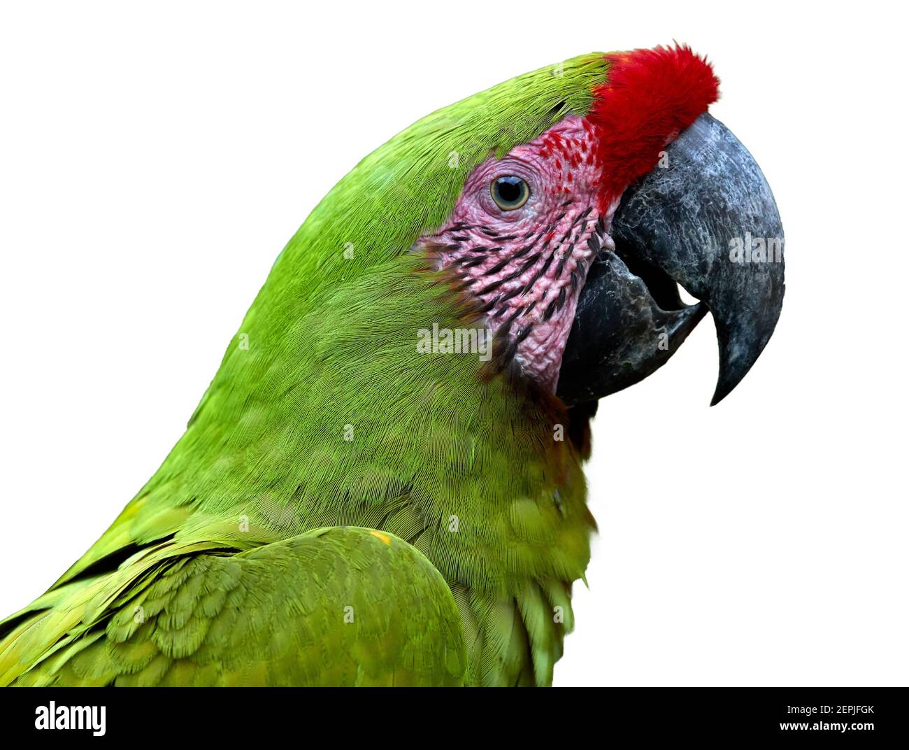 Isolated on white, portrait of endangered parrot, Great green macaw ...