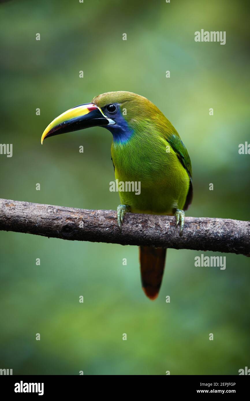 Vertical photo of Emerald toucanet, Aulacorhynchus prasinus, green bird ...