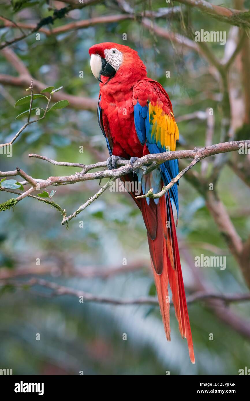 Red Blue Parrot Wallpaper