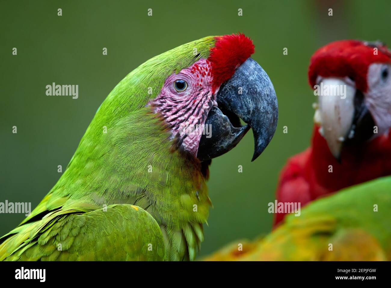 Portrait of endangered parrot, Great green macaw, Ara ambiguus, feeding ...
