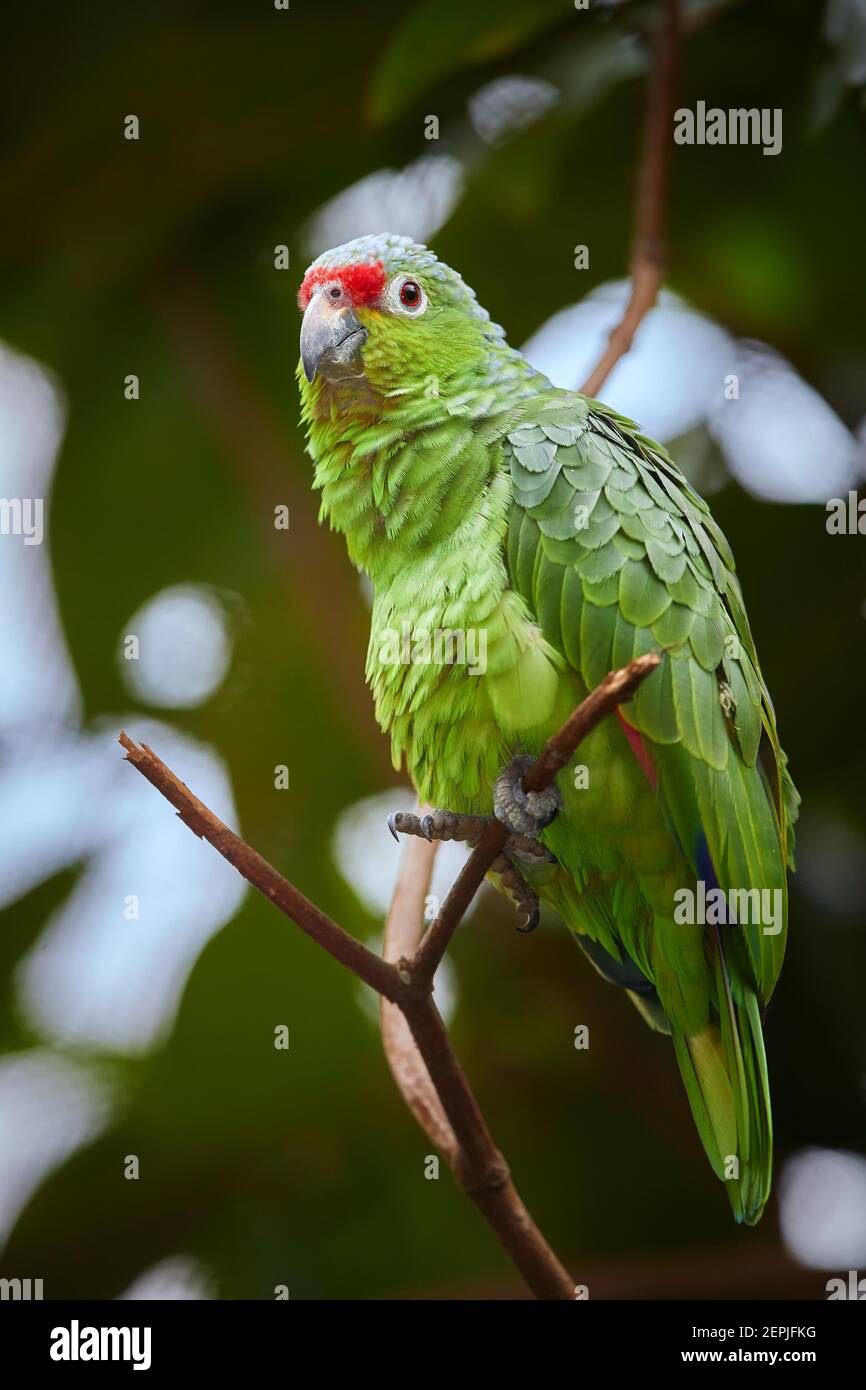 Cap natural hi-res stock photography and images - Alamy