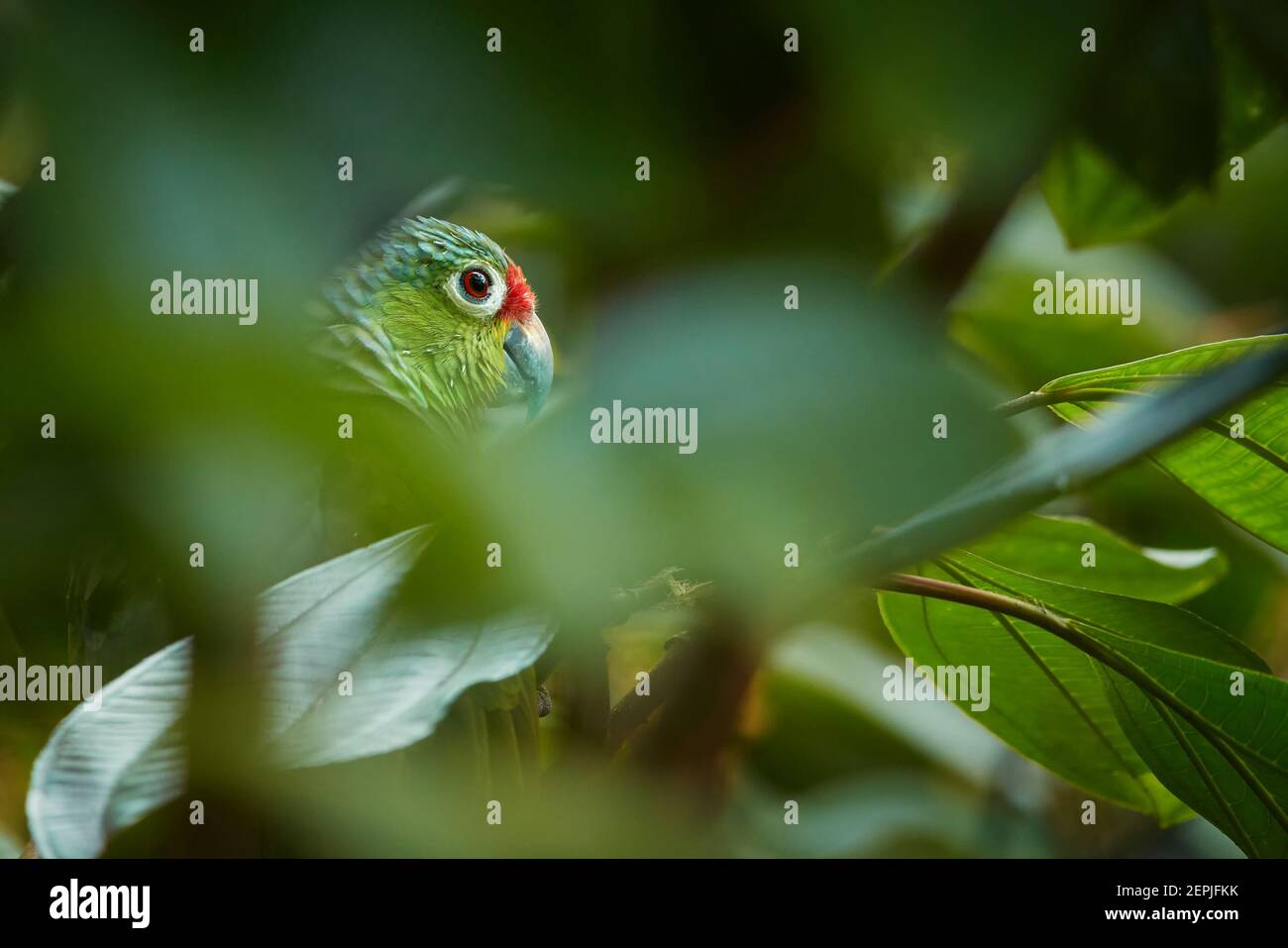 Wild Crimson-fronted or Finsch's Parakeet, neotropical green parrot ...