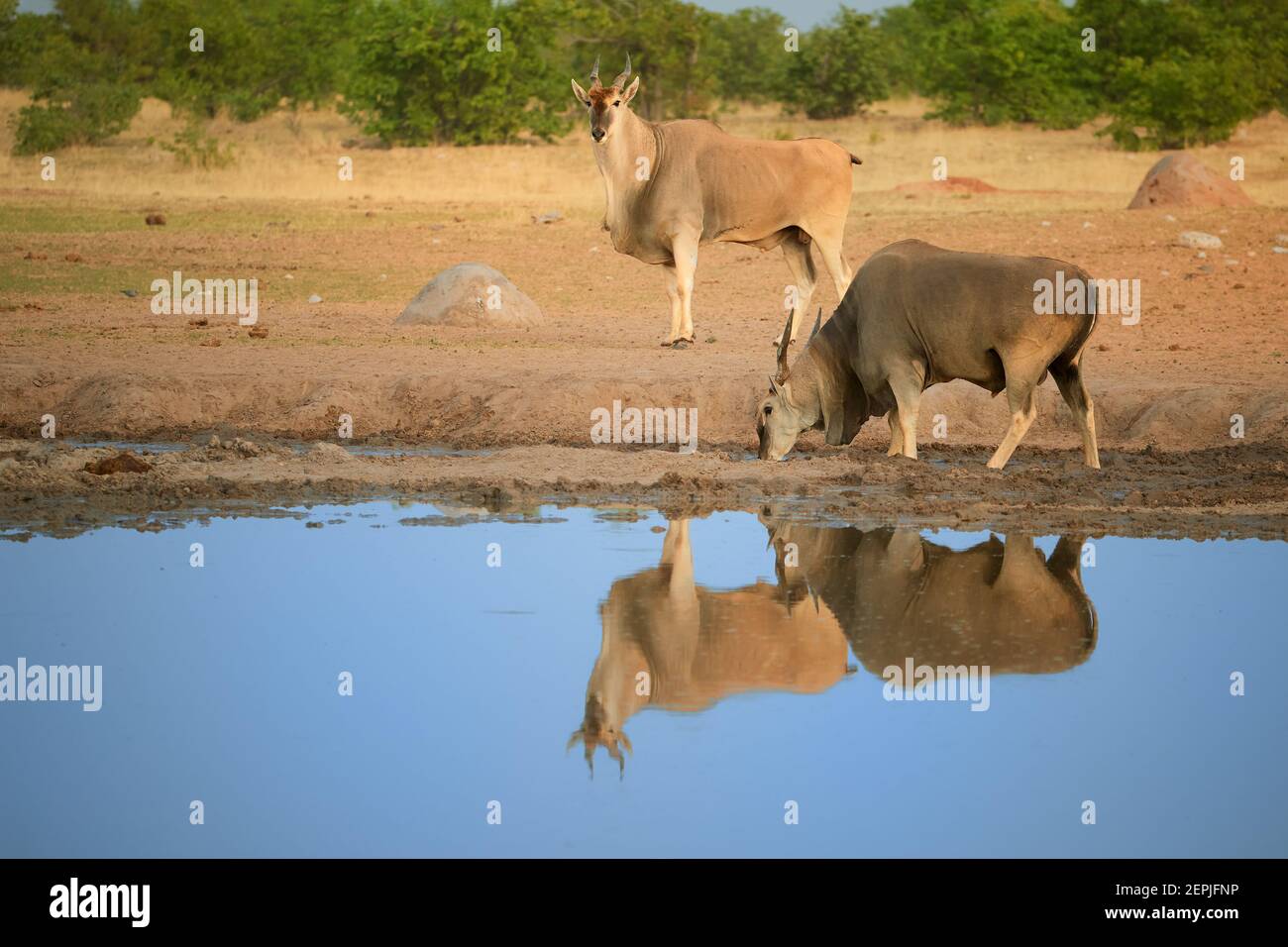 Two Eland antelopes,Taurotragus oryx, on the rim of waterhole ...
