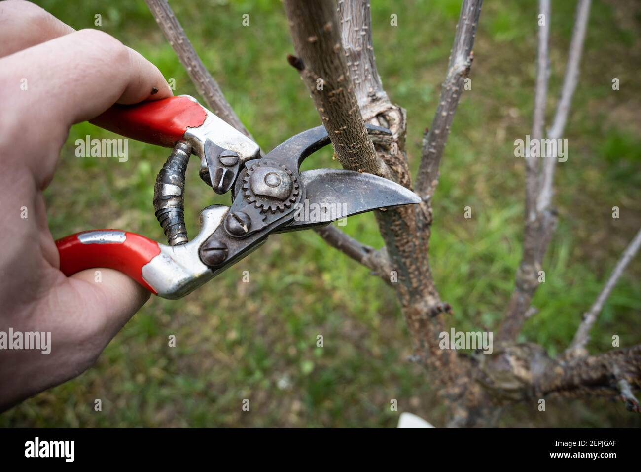 Prunes tree hi-res stock photography and images - Alamy