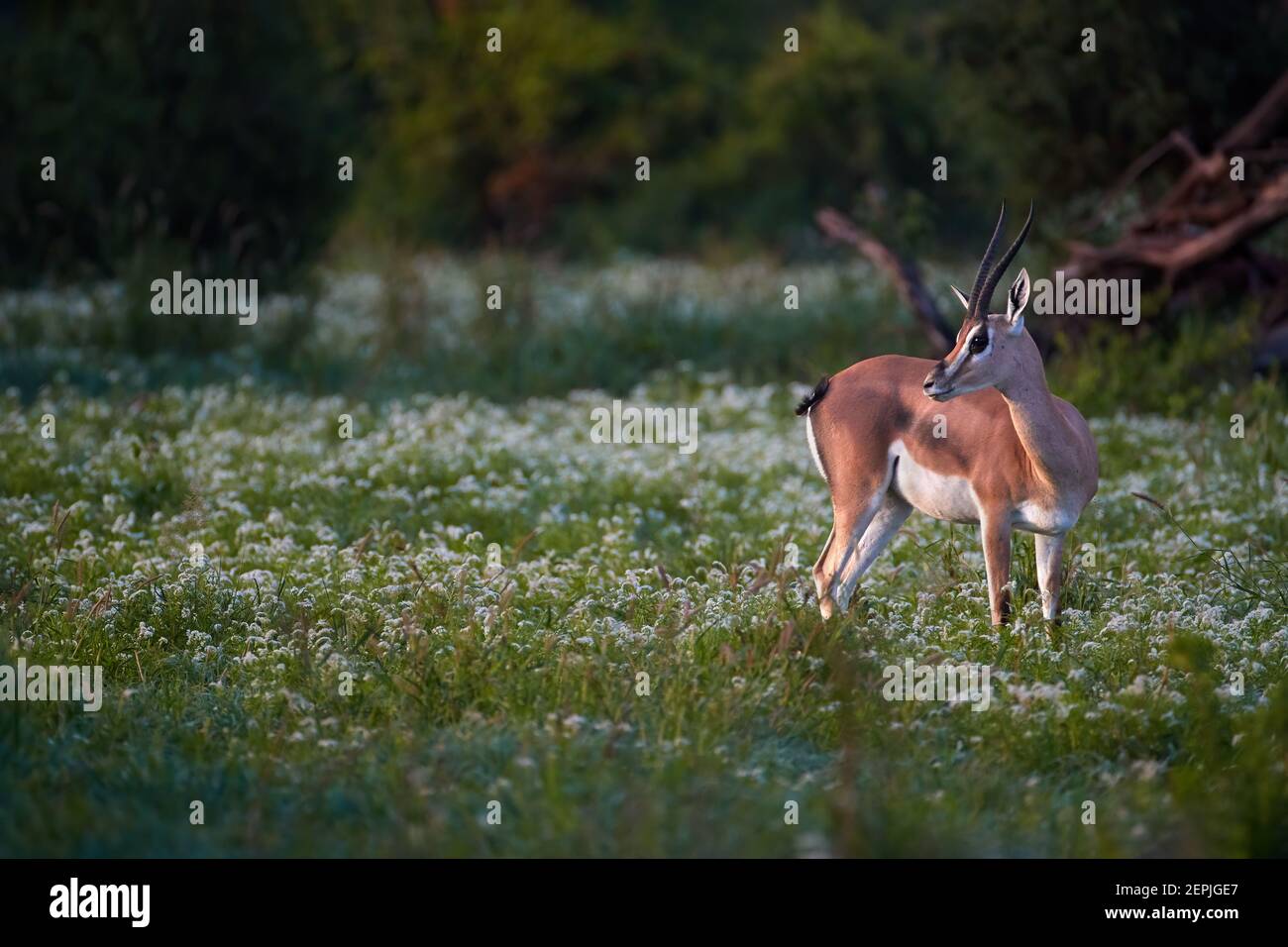 Brown and white antelope hi-res stock photography and images - Alamy