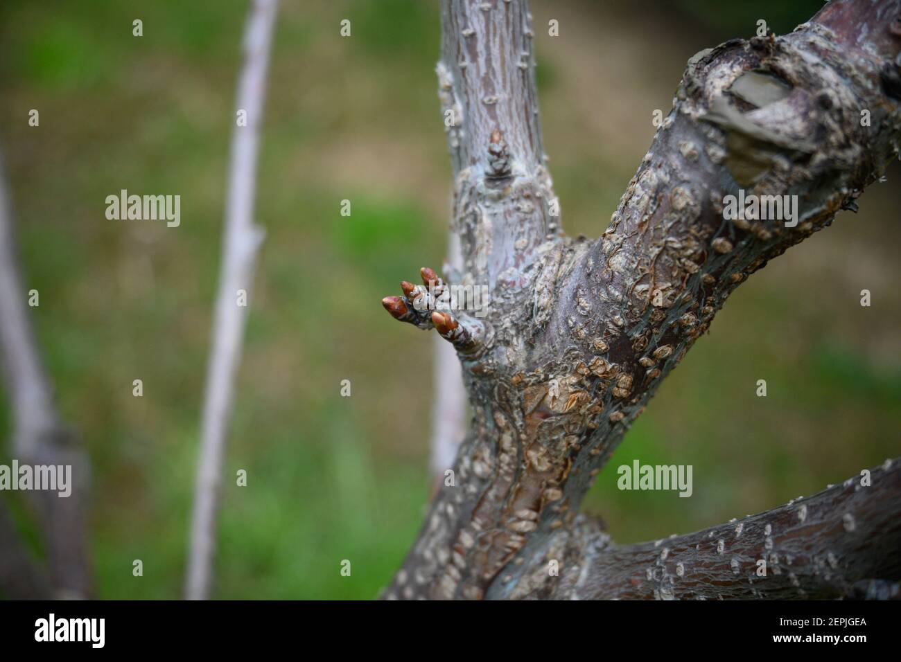 Bud formation hi-res stock photography and images - Alamy
