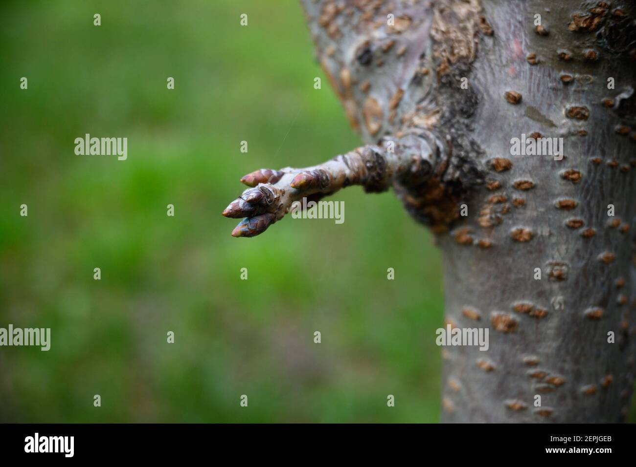 Bud formation hi-res stock photography and images - Alamy
