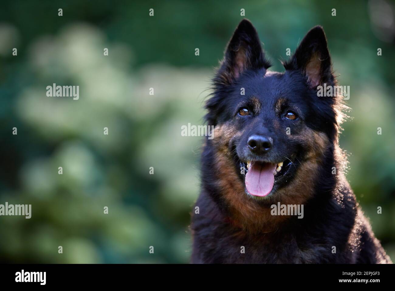 Portrait of hairy Bohemian shepherd dog, purebred, with typical black ...