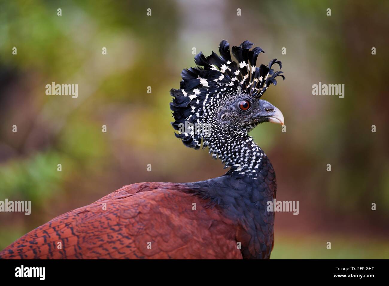 Isolated on blurred background, portrait of pheasant-like bird from ...