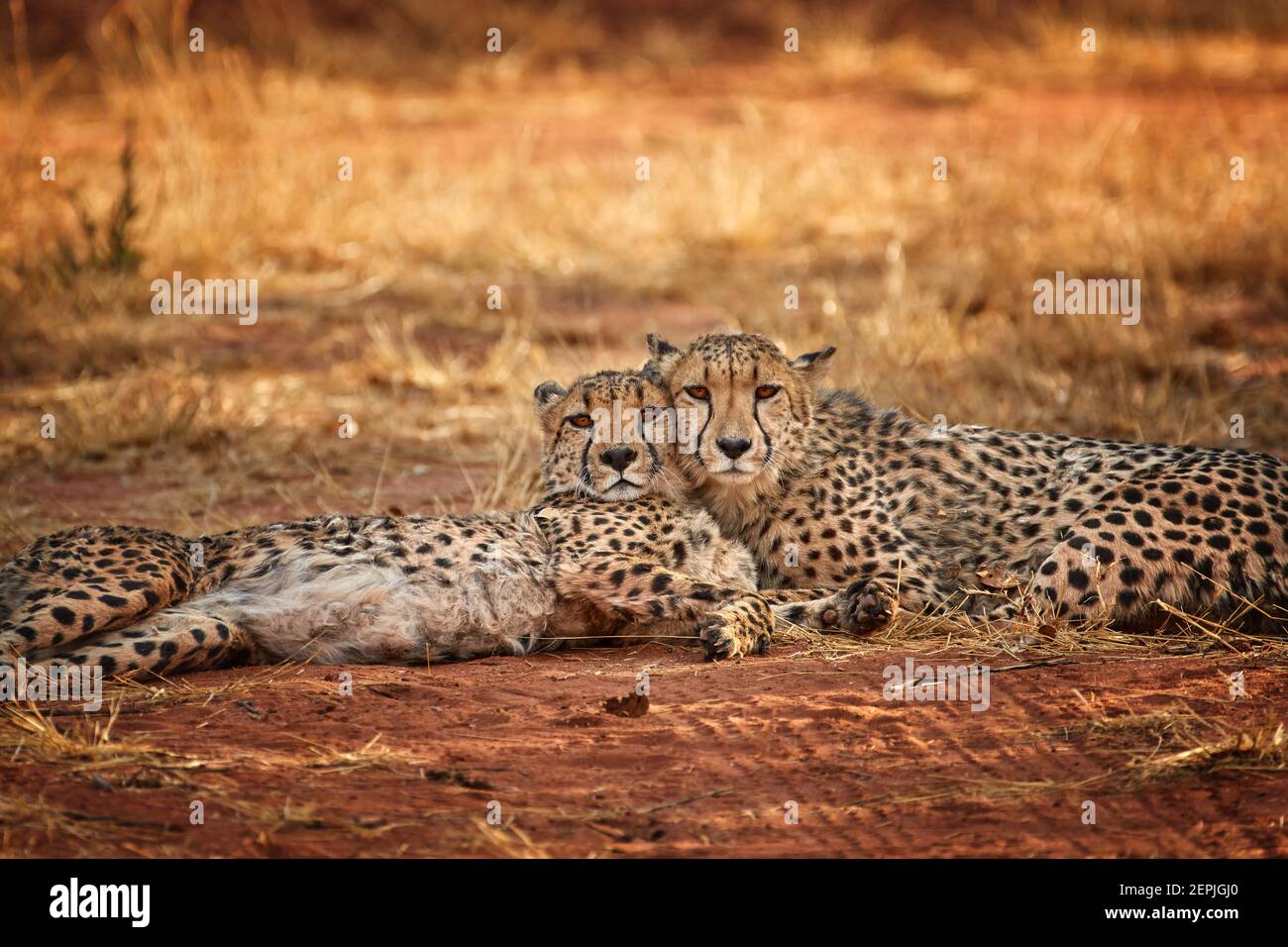 Two cheetahs, Acinonyx jubatus, couple lying on the ground with heads ...