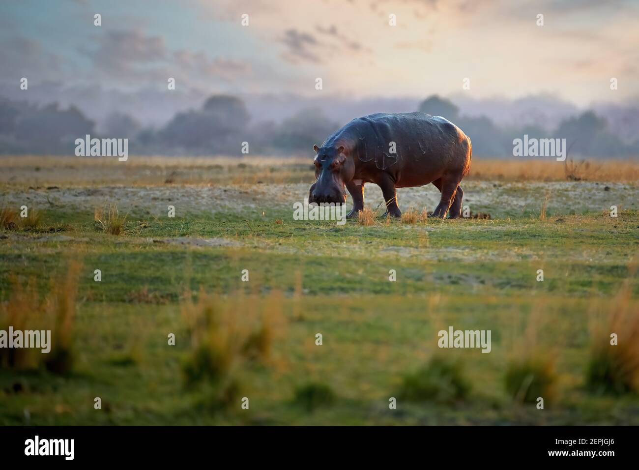 African landscape with animals. Hippo, Hippopotamus amphibius on green ...