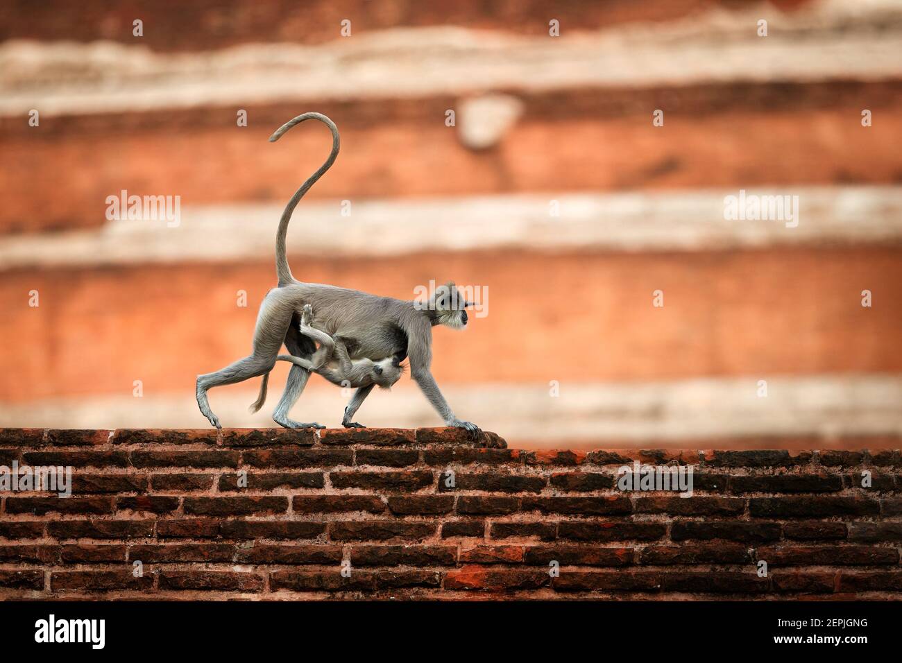 Wall of the stomach hi-res stock photography and images - Alamy